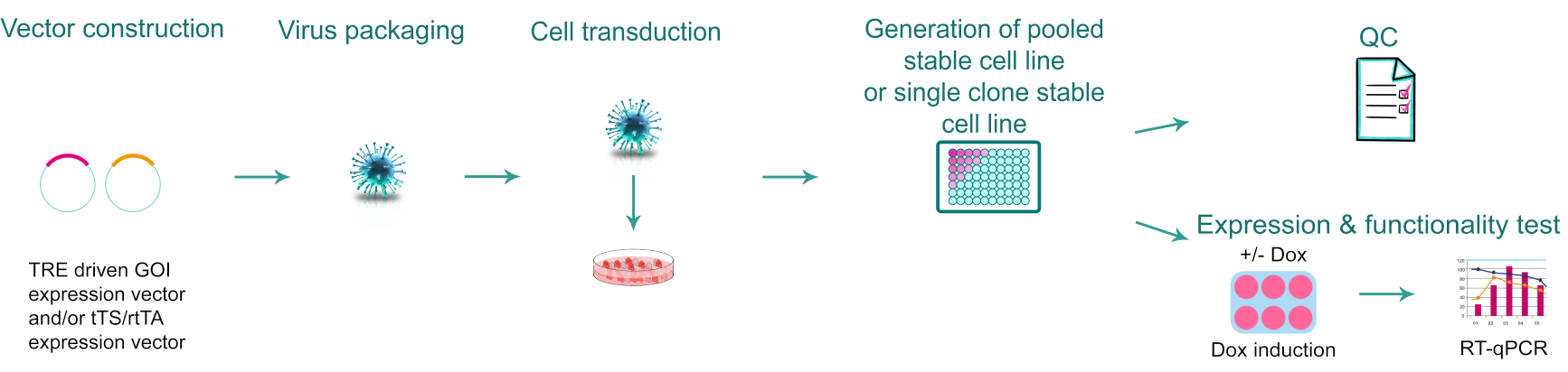 Tet Inducible Gene Expression Stable Cell Line | VectorBuilder
